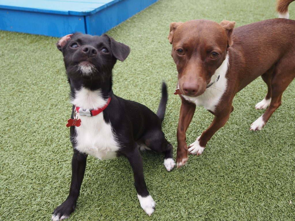 Dog daycare and boarding · The Dog Social Club Cooperative