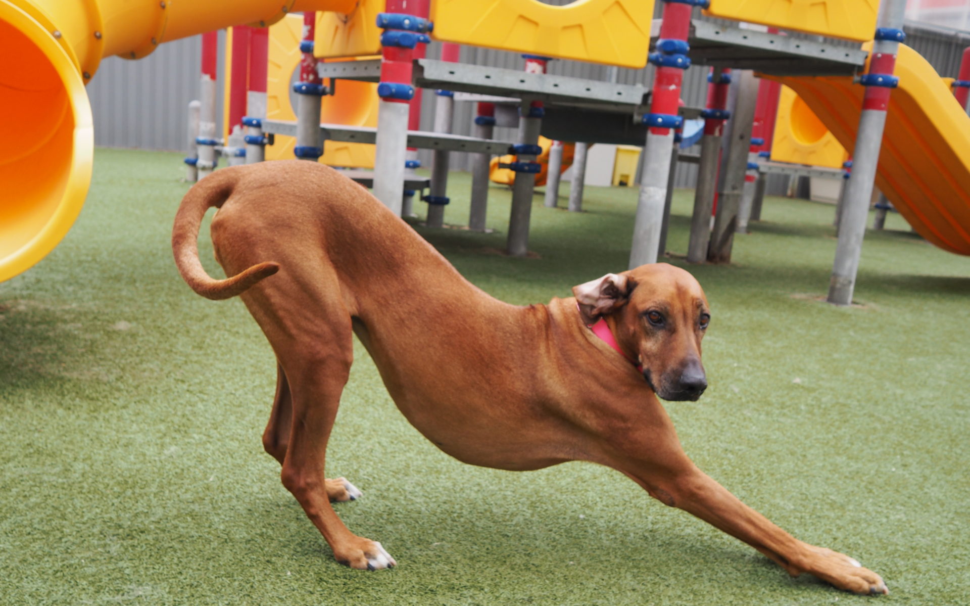 Dog daycare and boarding · The Dog Social Club Cooperative